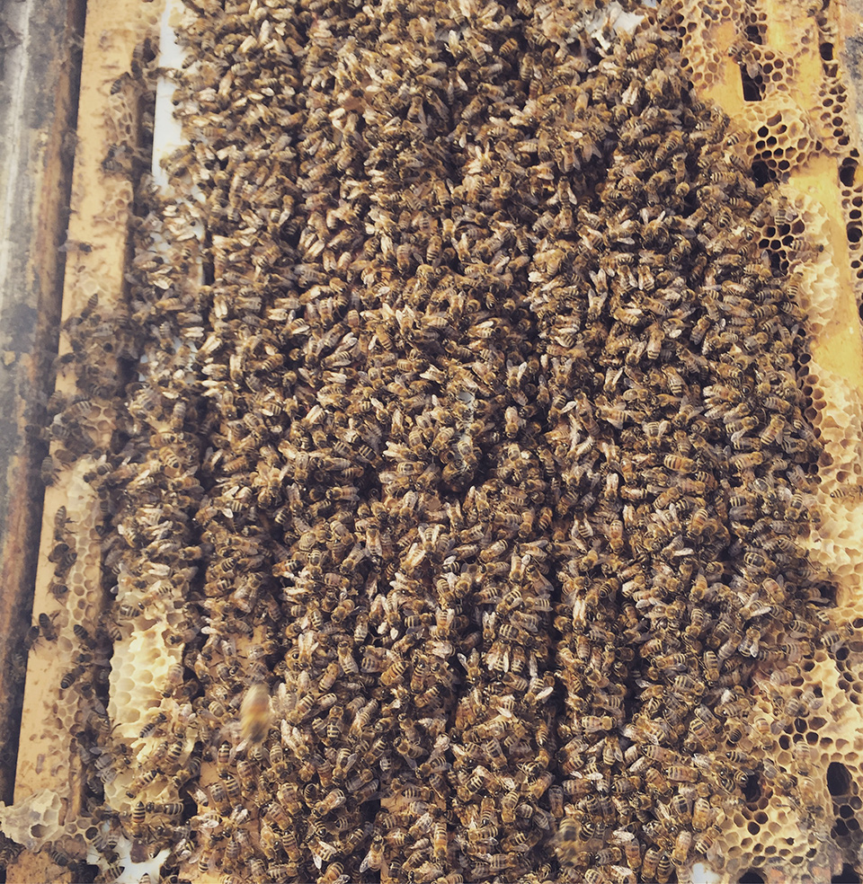 Spring Bee Work | Golden Bee Apiaries